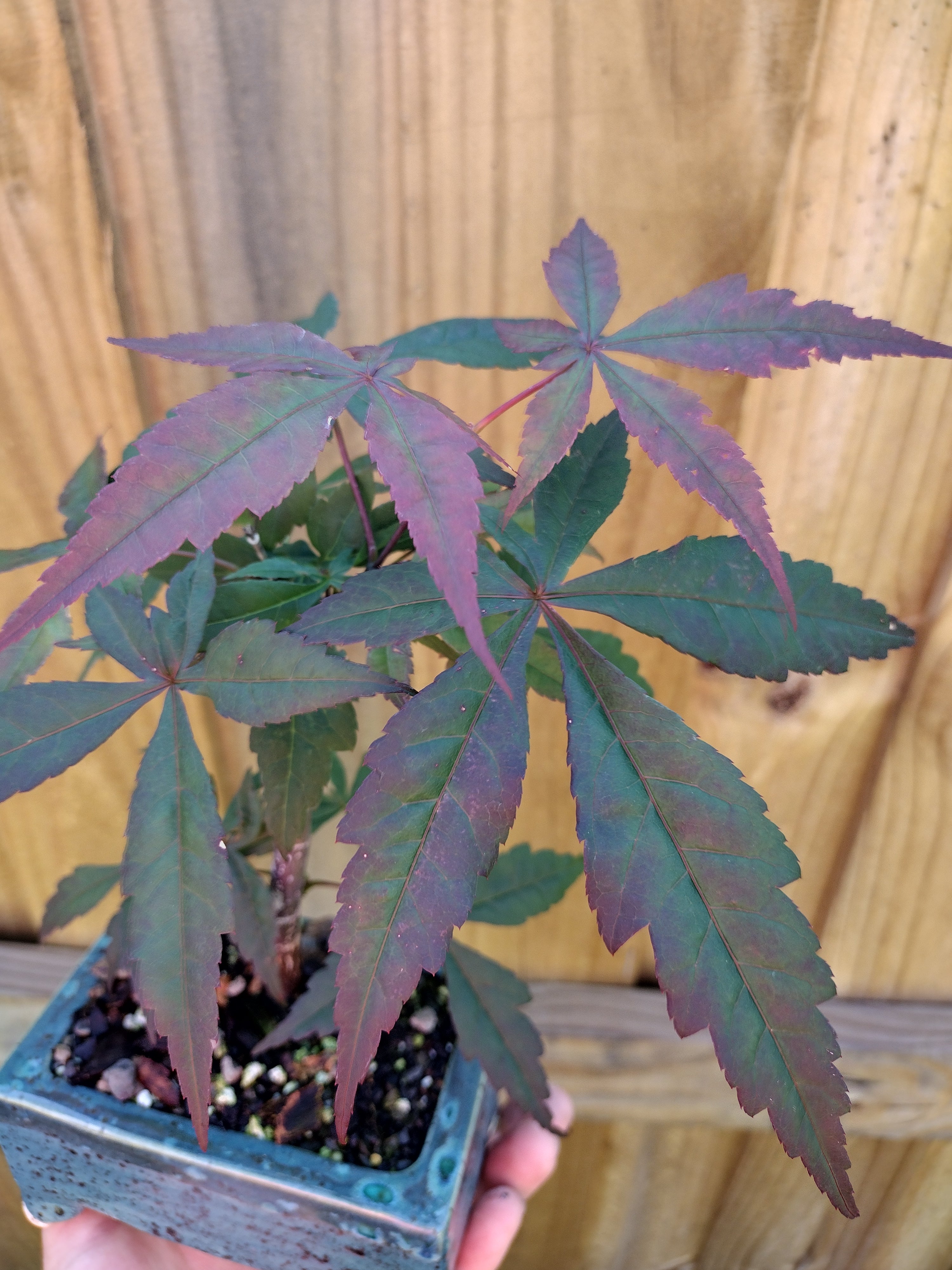 Outdoor Broad-Leaf Bonsai – Bunton Bonsai