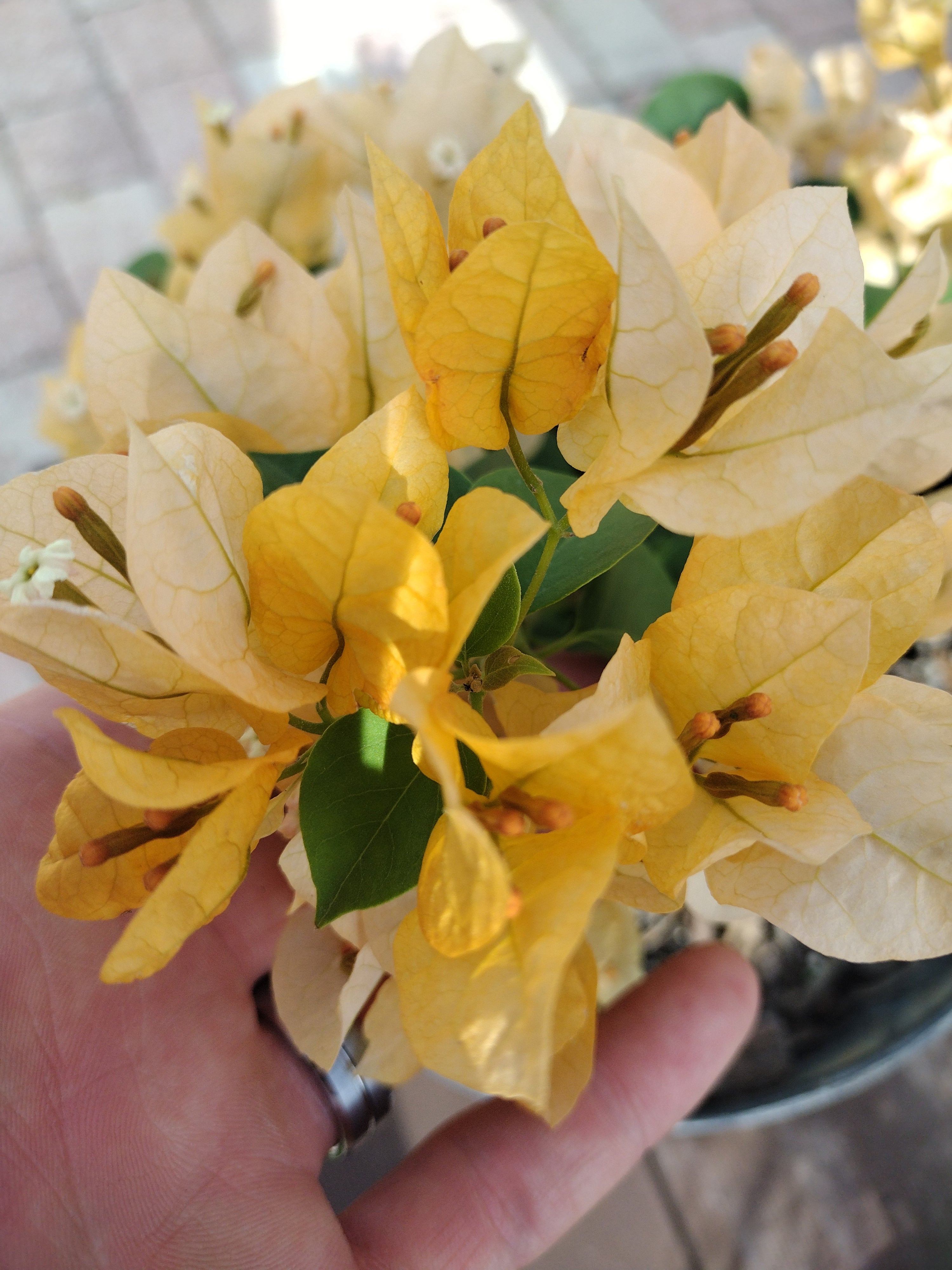 Tropical / Indoor Bonsai – Bunton Bonsai
